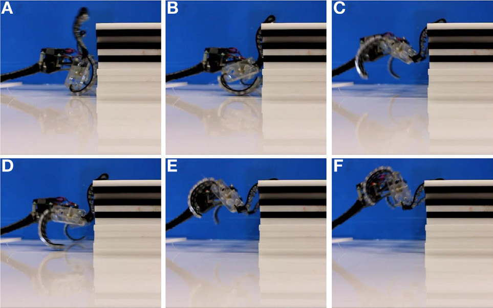 Soft-legged wheel-based robot